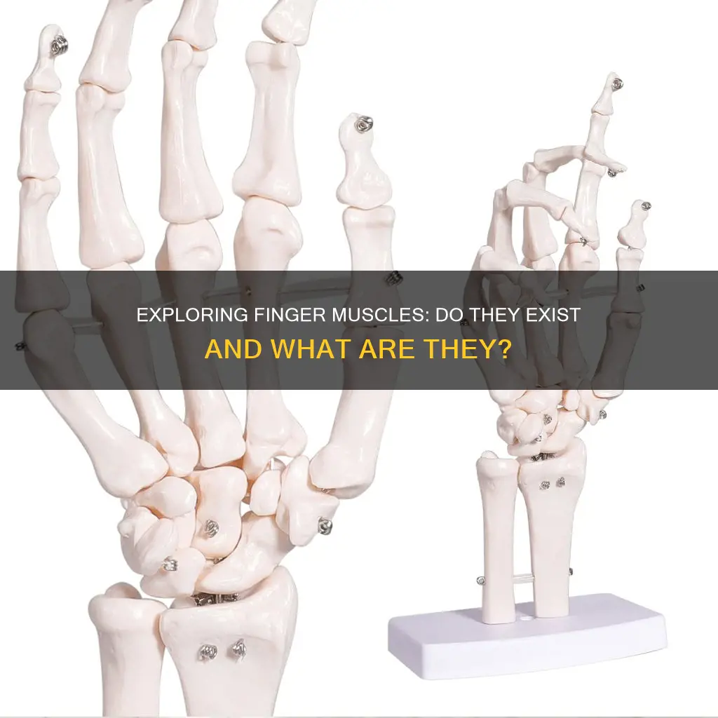 Exploring Finger Muscles: Do They Exist And What Are They? | CyVigor
