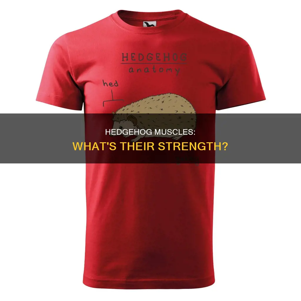 Hedgehog Muscles: What's Their Strength? | CyVigor