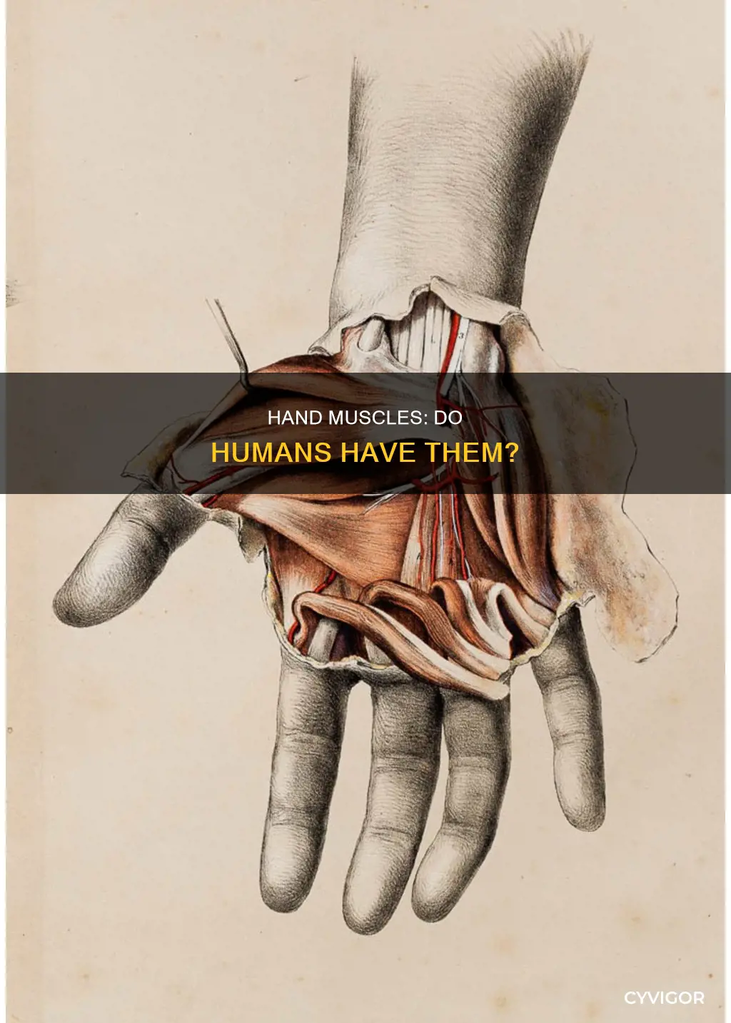 Hand Muscles: Do Humans Have Them? | CyVigor