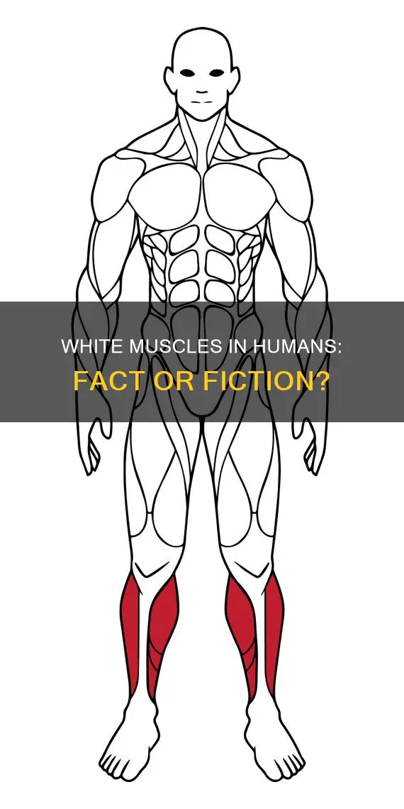 White Muscles In Humans: Fact Or Fiction? | CyVigor