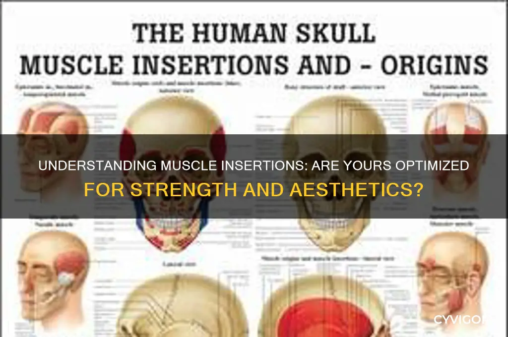 Understanding Muscle Insertions: Are Yours Optimized For Strength And ...