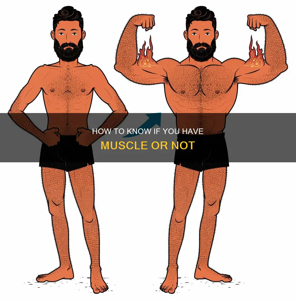 How To Know If You Have Muscle Or Not | CyVigor