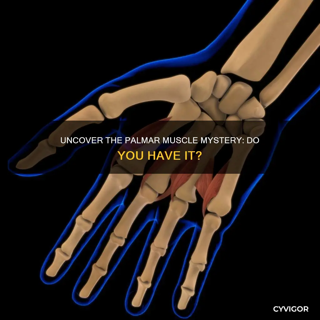 Uncover The Palmar Muscle Mystery: Do You Have It? | CyVigor