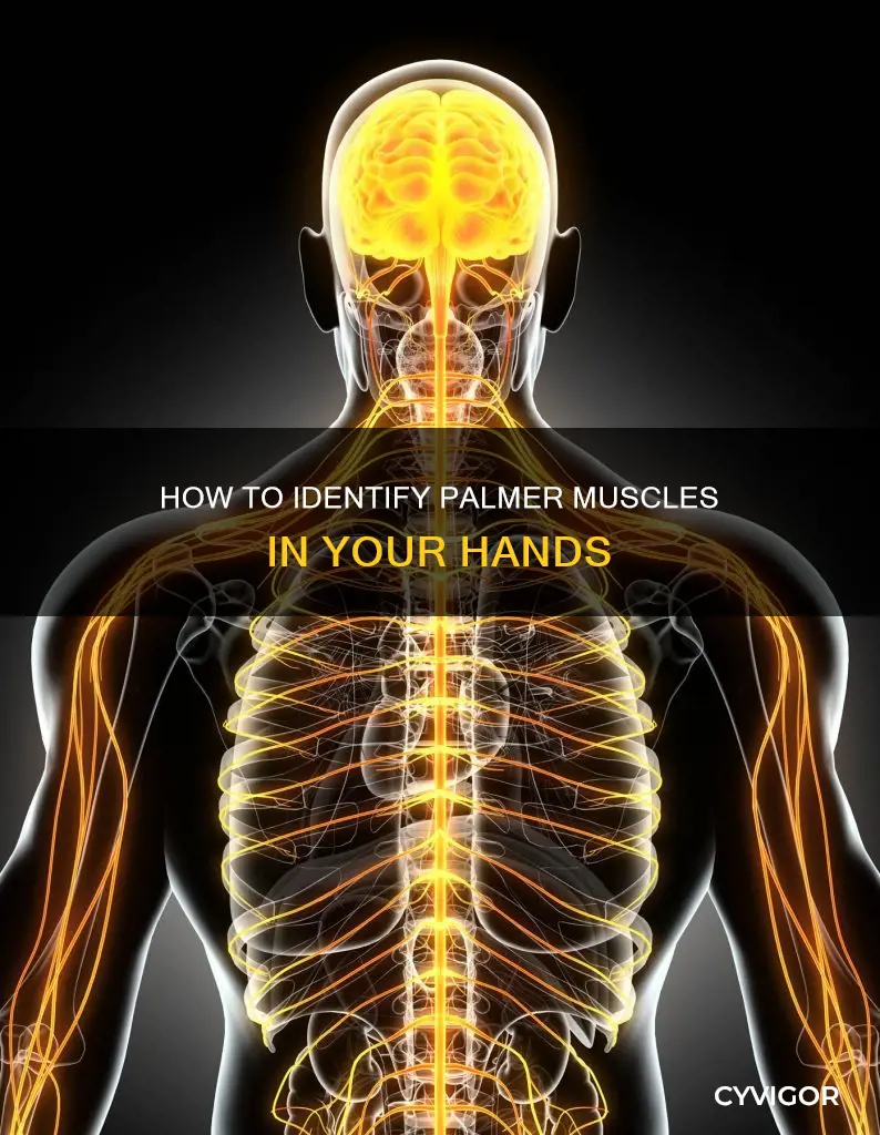 How To Identify Palmer Muscles In Your Hands | CyVigor