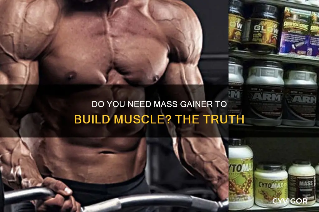 Do You Need Mass Gainer To Build Muscle? The Truth | CyVigor