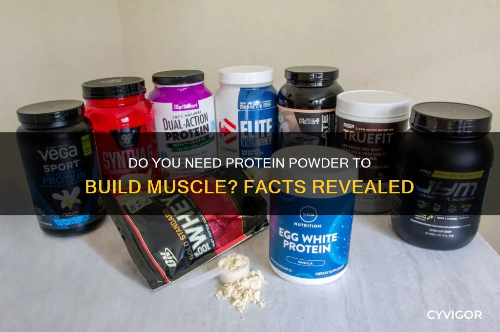 Do You Need Protein Powder To Build Muscle? Facts Revealed | CyVigor