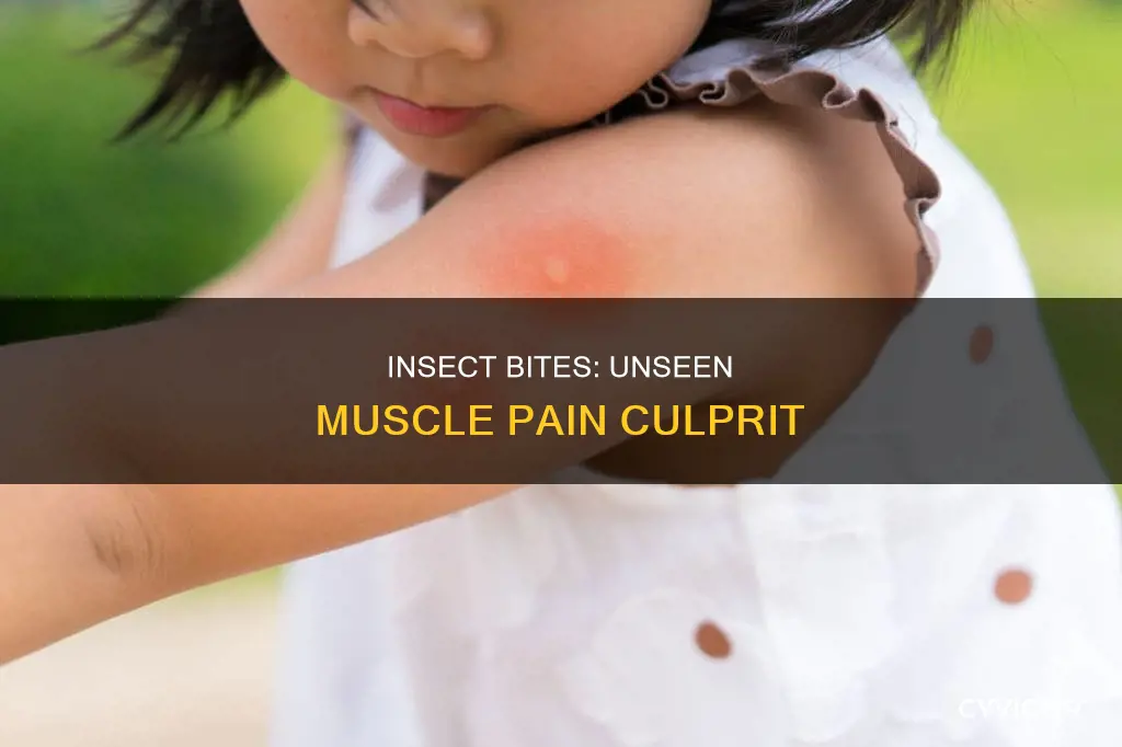 Insect Bites: Unseen Muscle Pain Culprit | CyVigor