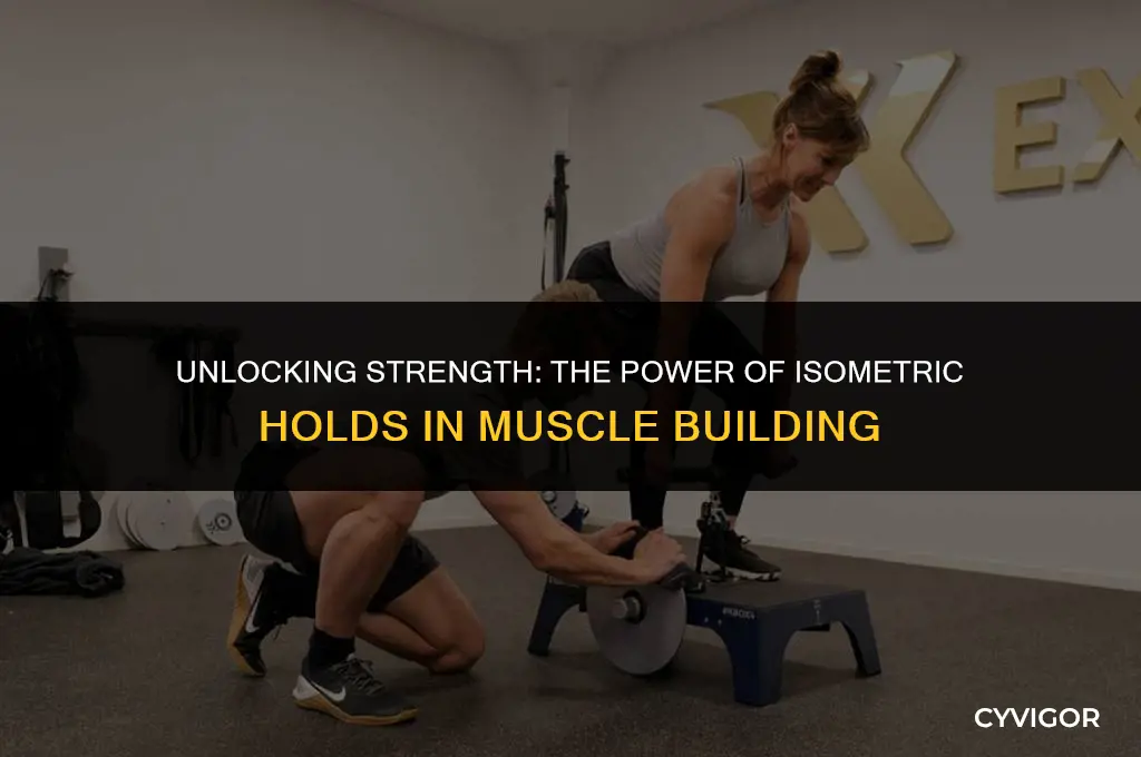 Unlocking Strength: The Power Of Isometric Holds In Muscle Building ...