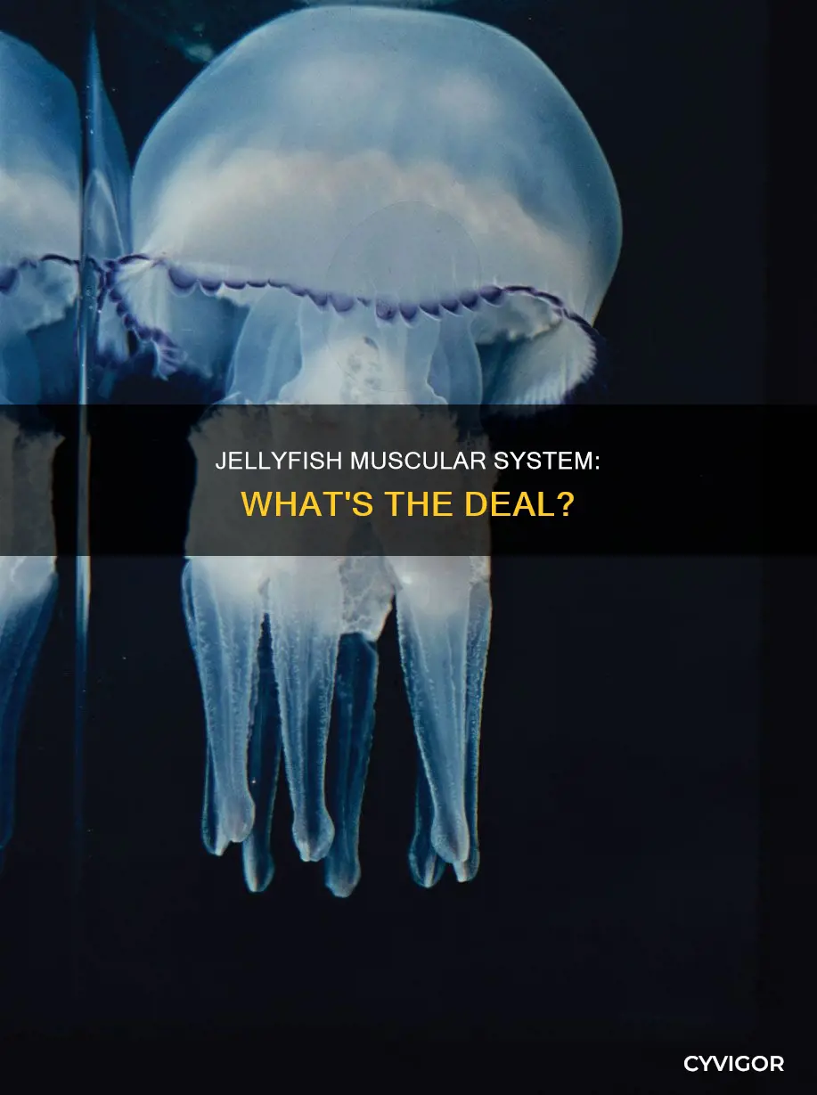 Jellyfish Muscular System: What's The Deal? | CyVigor
