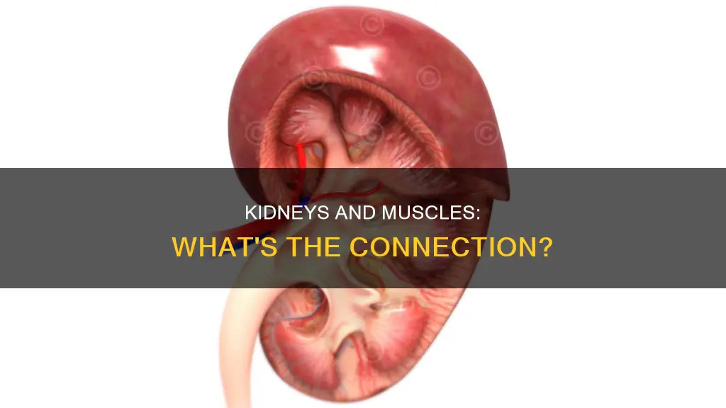 Kidneys And Muscles: What's The Connection? | CyVigor