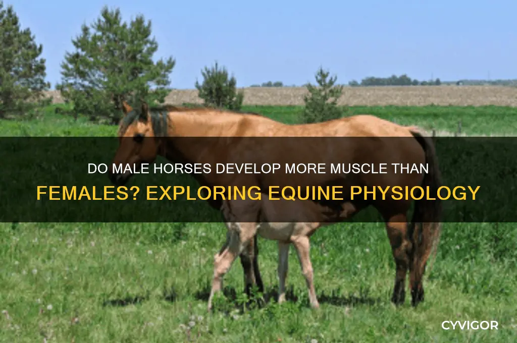 Do Male Horses Develop More Muscle Than Females? Exploring Equine ...