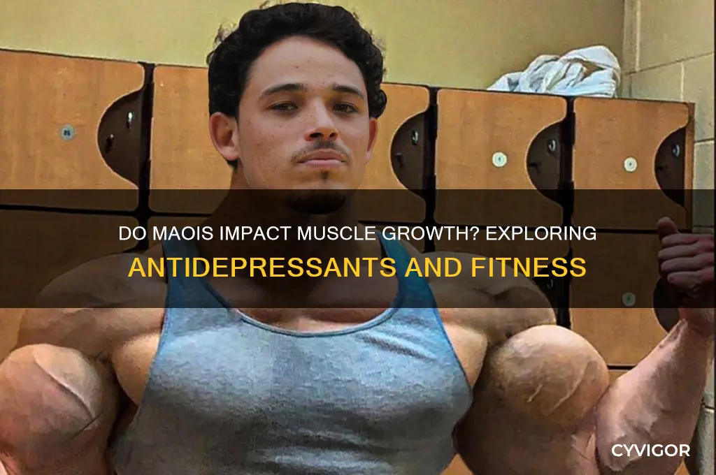 Do Maois Impact Muscle Growth? Exploring Antidepressants And Fitness ...