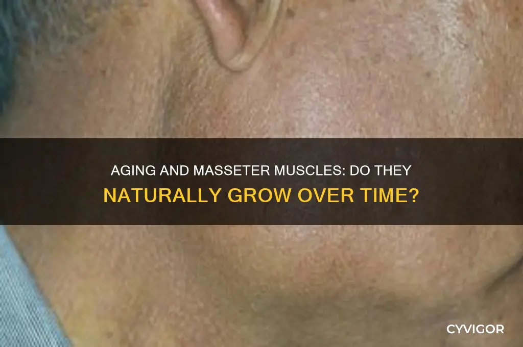 Aging And Masseter Muscles: Do They Naturally Grow Over Time? | CyVigor