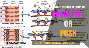 Muscle Fiber Mechanics: Pulling Or Pushing During Contraction Explained ...
