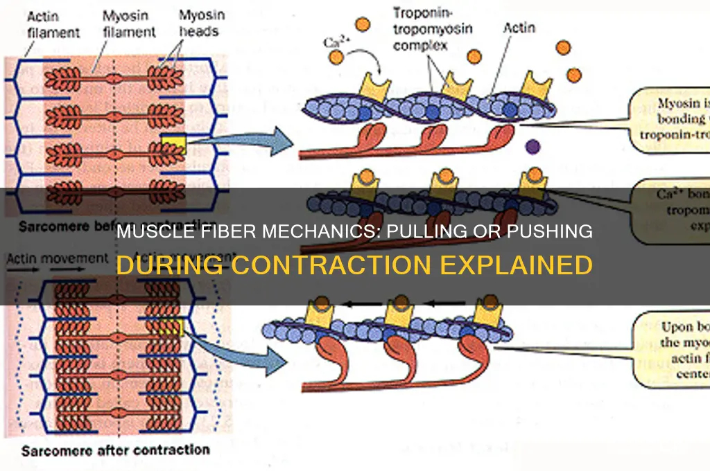 Muscle Fiber Mechanics: Pulling Or Pushing During Contraction Explained ...