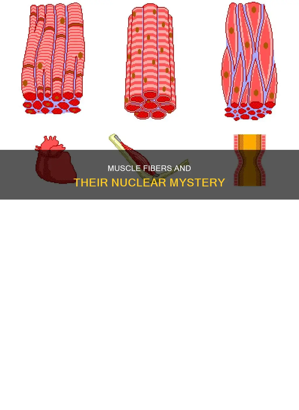 Muscle Fibers And Their Nuclear Mystery | CyVigor