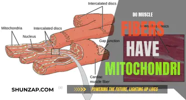 Muscle Fibers And Mitosis: Understanding The Cell Division Process ...