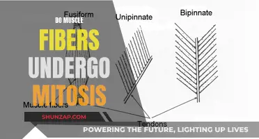 Mitochondria And Muscle Fibers: What's The Connection? | CyVigor