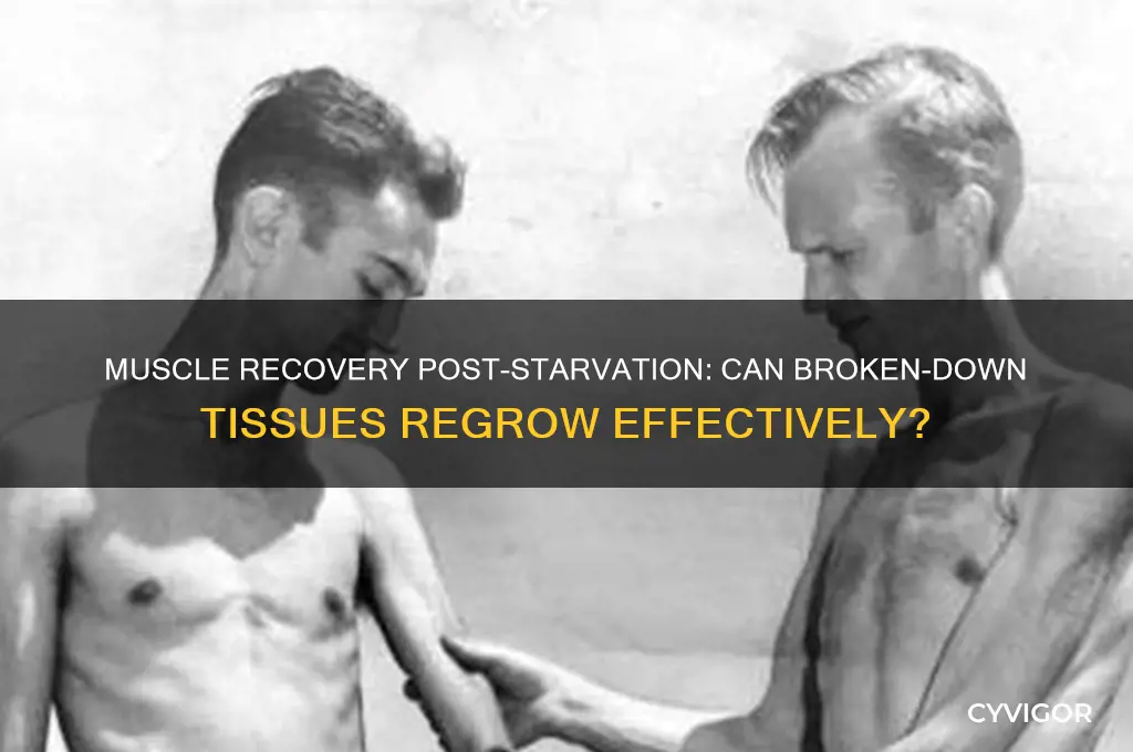 Muscle Recovery Post-Starvation: Can Broken-Down Tissues Regrow ...