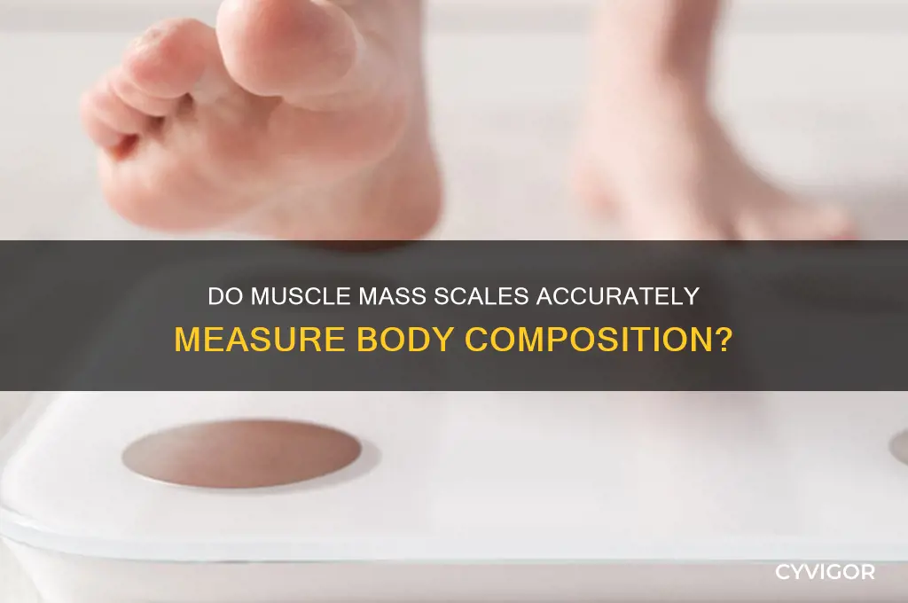 Do Muscle Mass Scales Accurately Measure Body Composition? | CyVigor