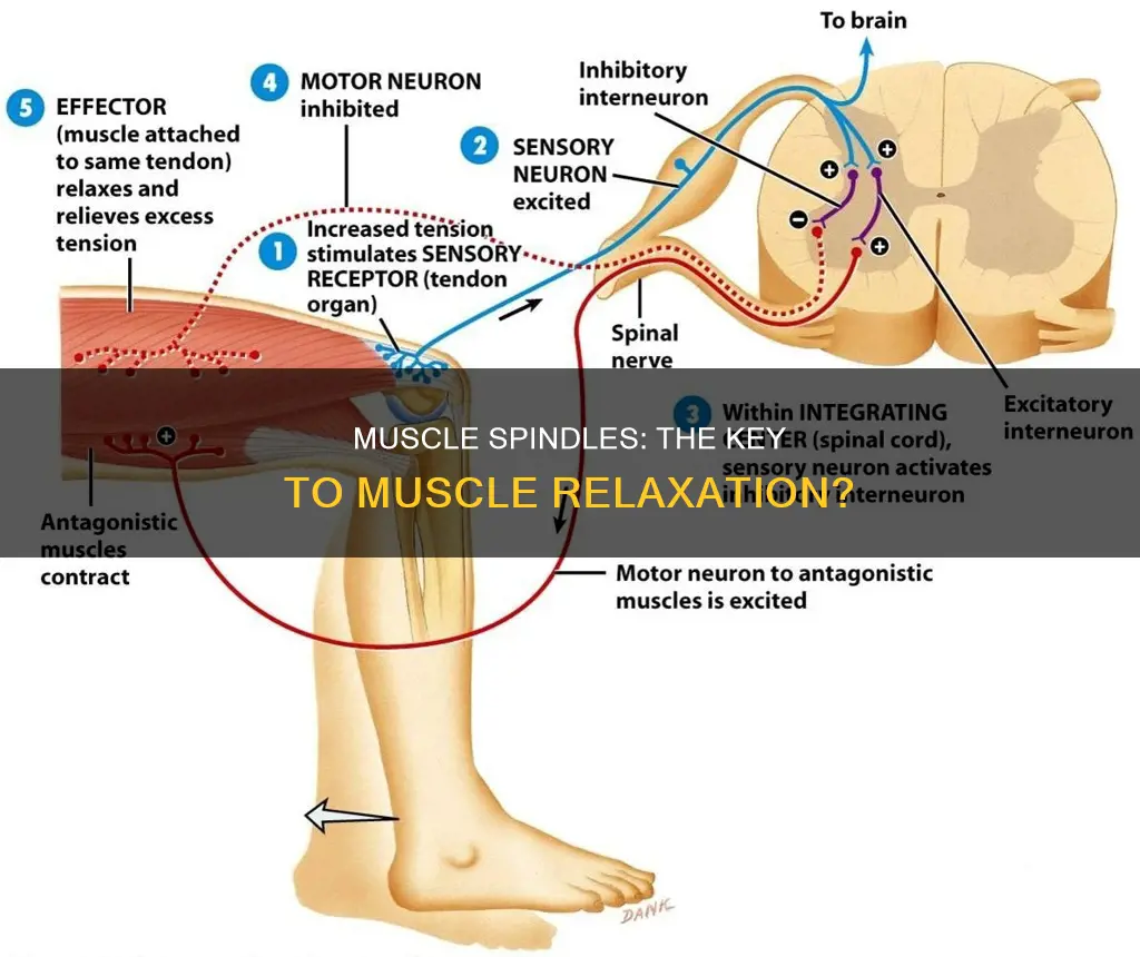 Muscle Spindles: The Key To Muscle Relaxation? | CyVigor