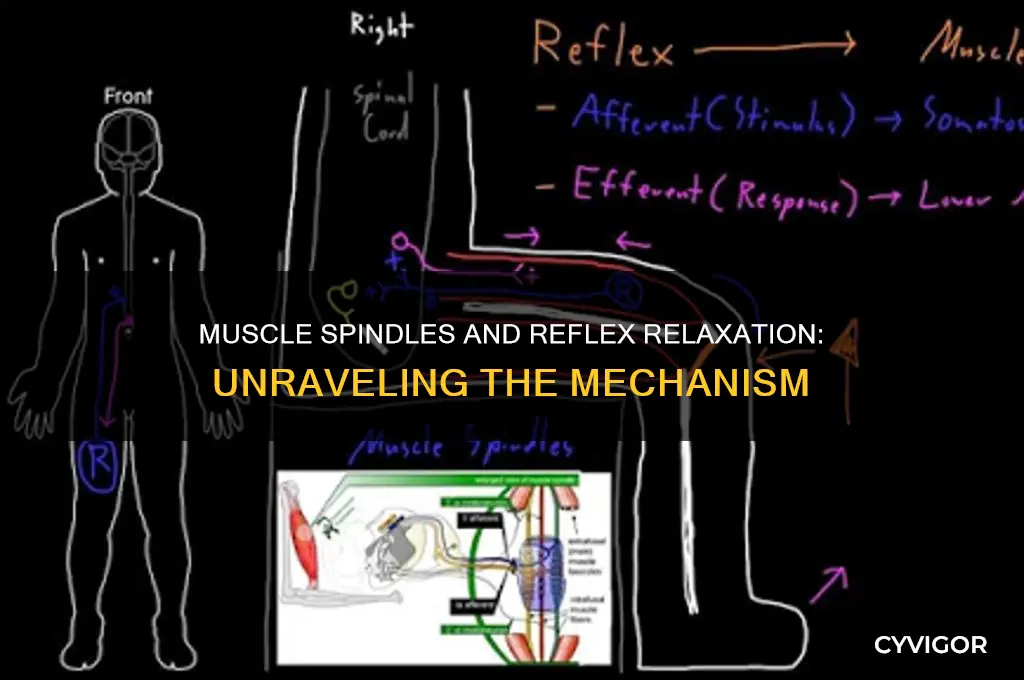 Muscle Spindles And Reflex Relaxation: Unraveling The Mechanism | CyVigor