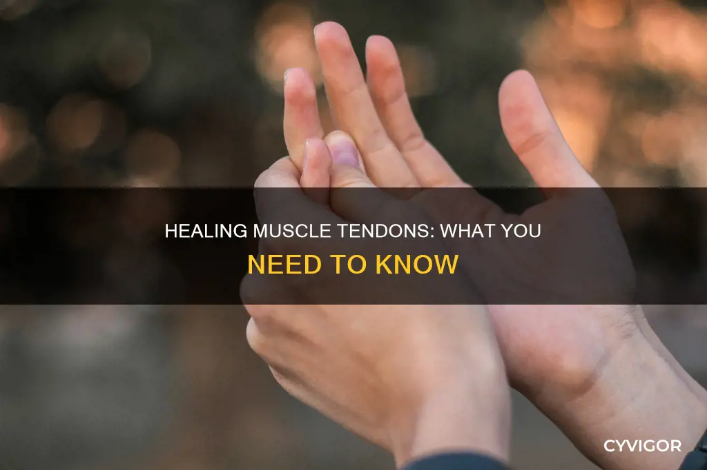 Healing Muscle Tendons: What You Need To Know | CyVigor