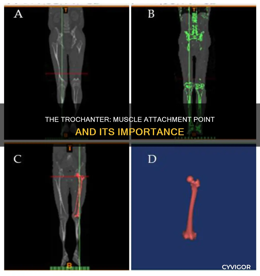 The Trochanter: Muscle Attachment Point And Its Importance | CyVigor