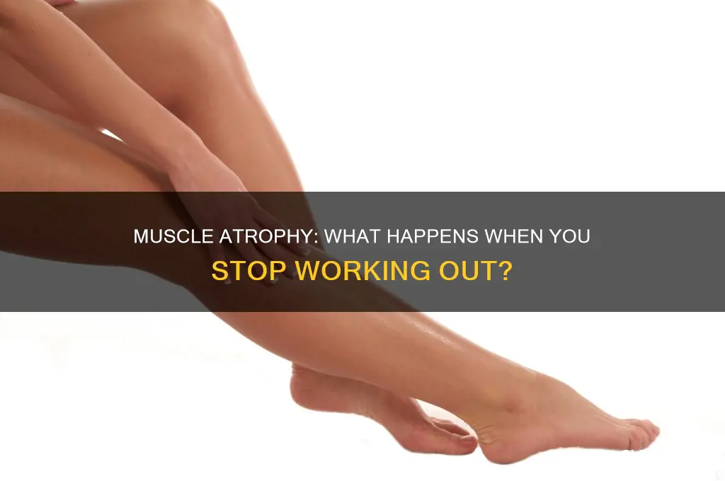 Muscle Atrophy: What Happens When You Stop Working Out? | CyVigor