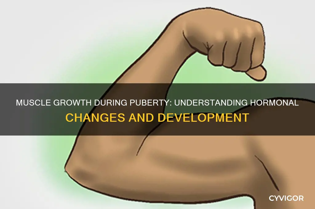 Muscle Growth During Puberty: Understanding Hormonal Changes And ...