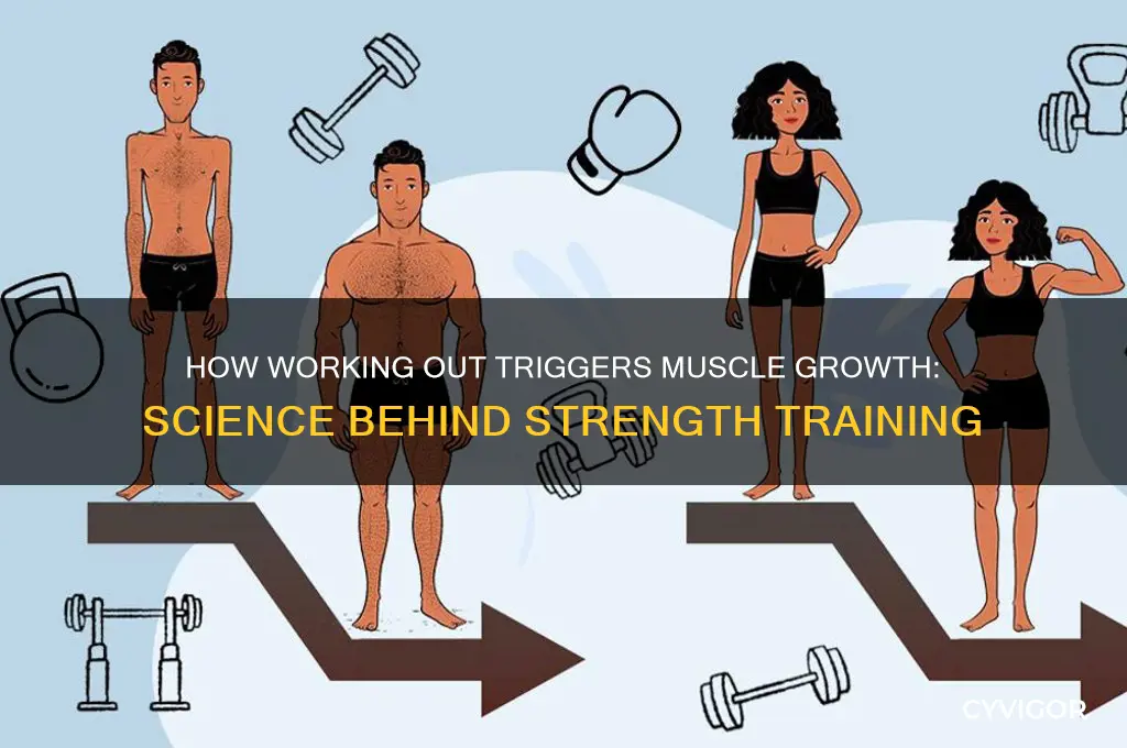 How Working Out Triggers Muscle Growth: Science Behind Strength ...