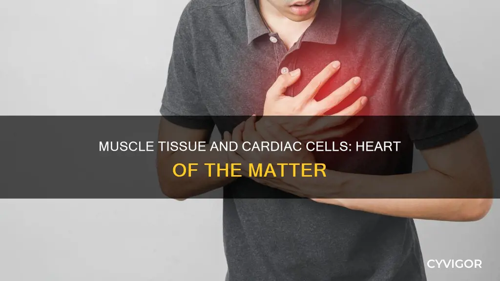 Muscle Tissue And Cardiac Cells: Heart Of The Matter | CyVigor