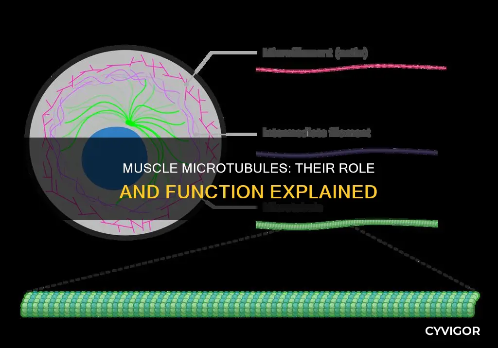 Muscle Microtubules: Their Role And Function Explained | CyVigor