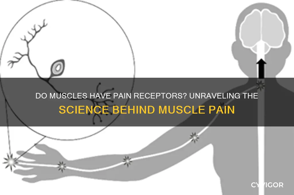 Do Muscles Have Pain Receptors? Unraveling The Science Behind Muscle ...