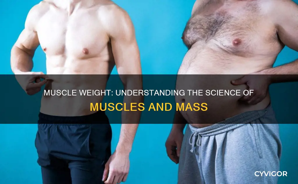 Muscle Weight: Understanding The Science Of Muscles And Mass | CyVigor