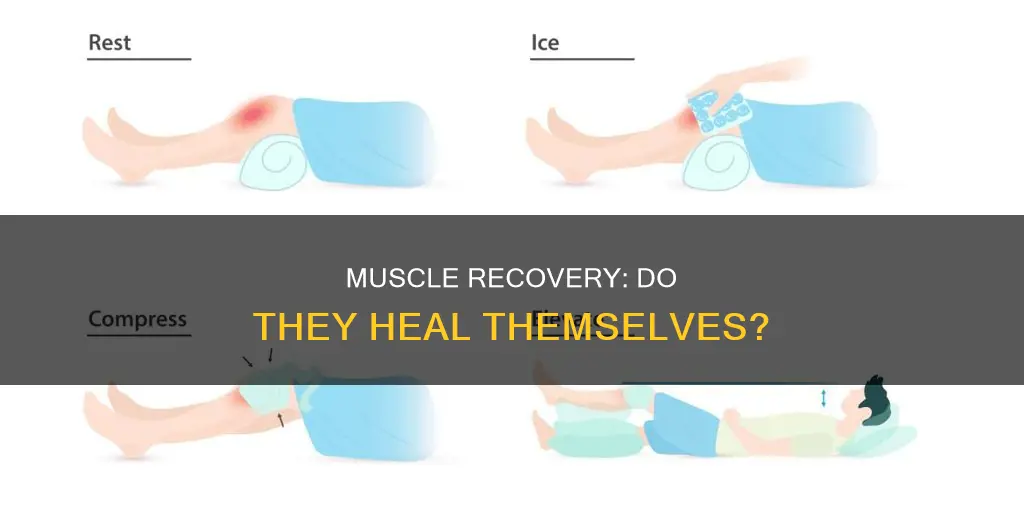 Muscle Recovery: Do They Heal Themselves? | CyVigor