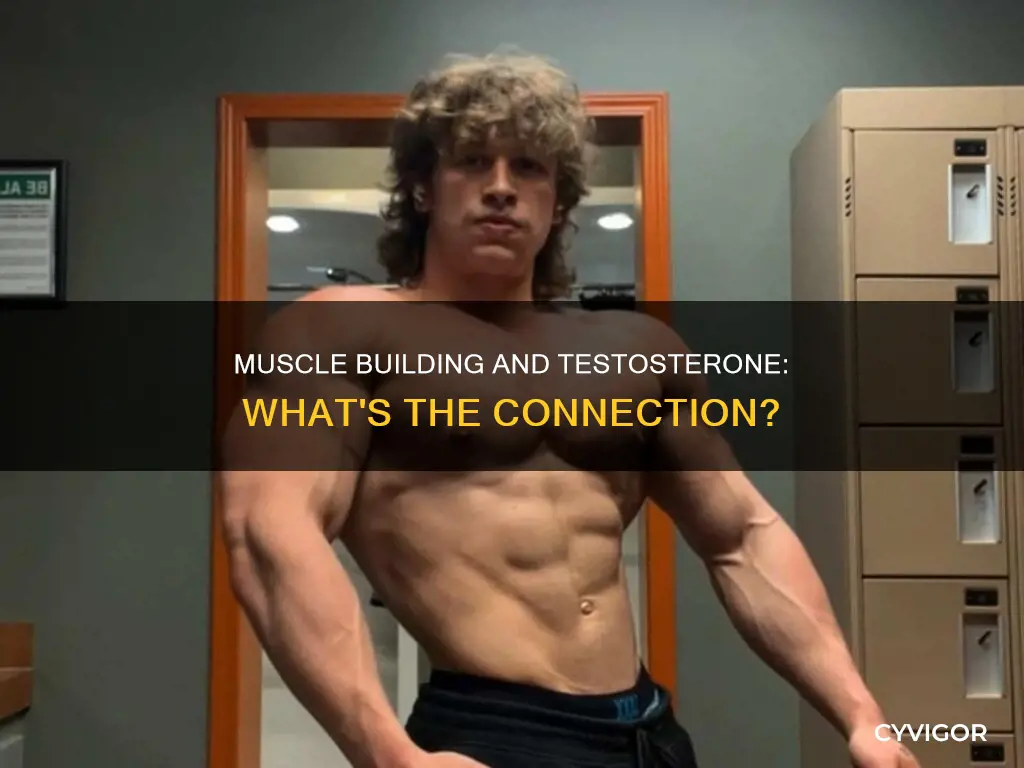 Muscle Building And Testosterone: What's The Connection? | CyVigor