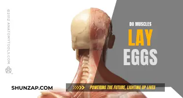 Muscle Refractory Periods: Understanding The Science Of Muscle Recovery ...