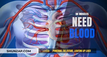 How Muscles And Blood Vessels Work Together | CyVigor
