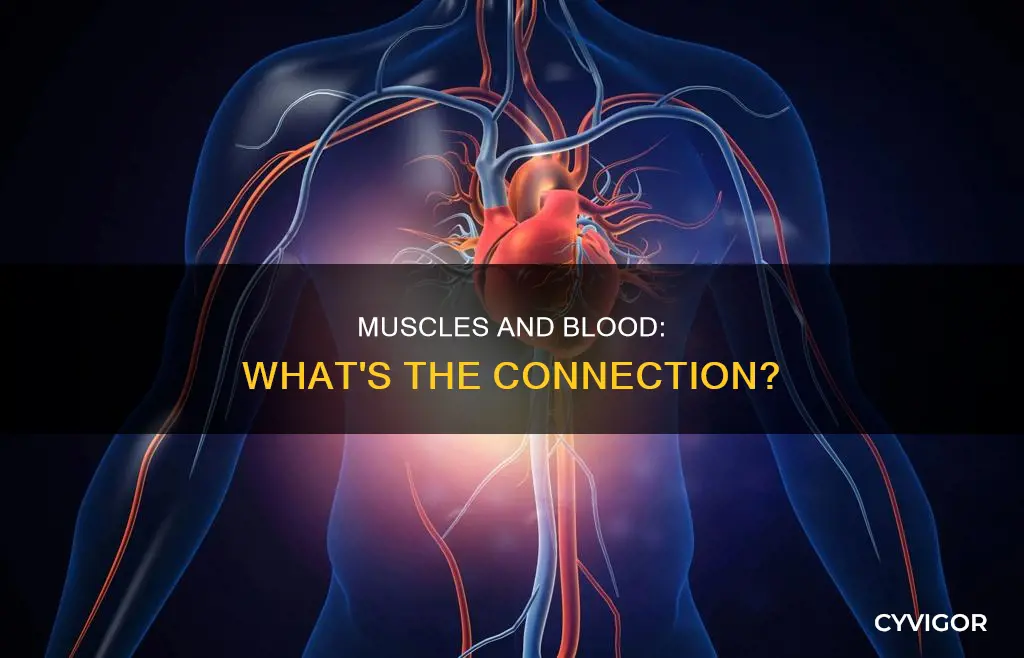 Muscles And Blood: What's The Connection? | CyVigor