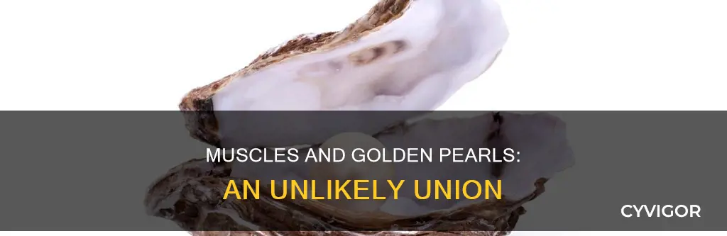 Muscles And Golden Pearls: An Unlikely Union | CyVigor