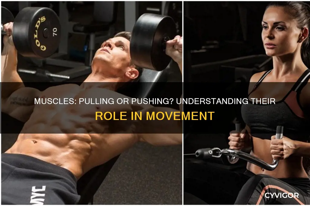 Muscles: Pulling Or Pushing? Understanding Their Role In Movement | CyVigor
