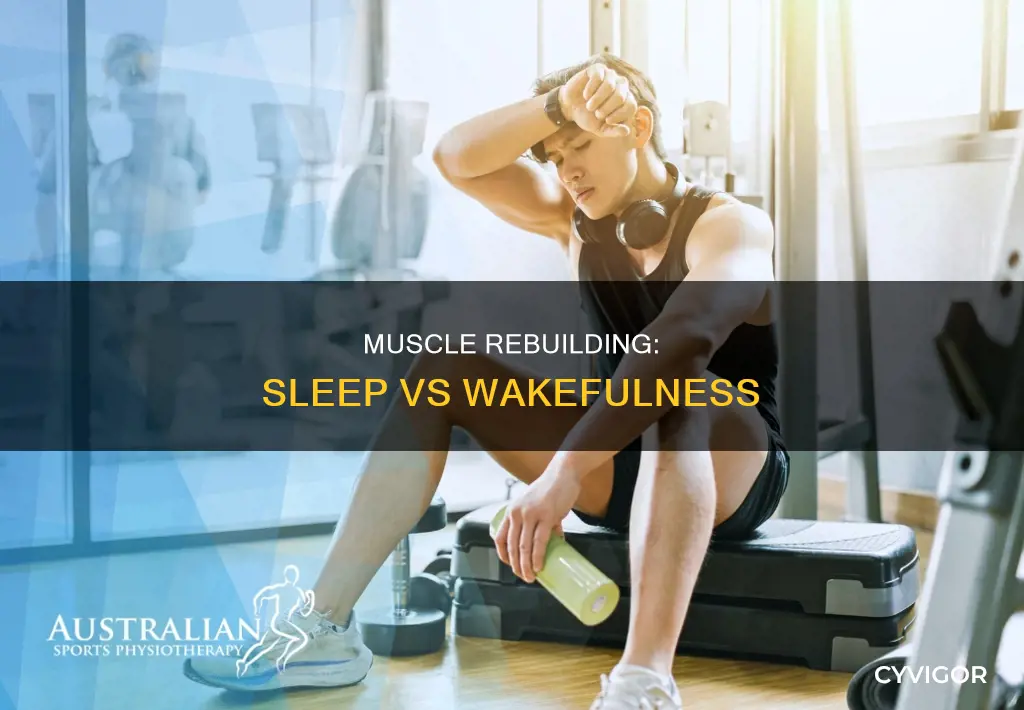 Muscle Rebuilding: Sleep Vs Wakefulness | CyVigor