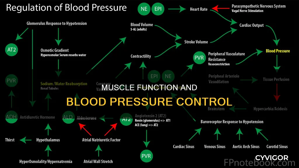 Muscle Function And Blood Pressure Control | CyVigor