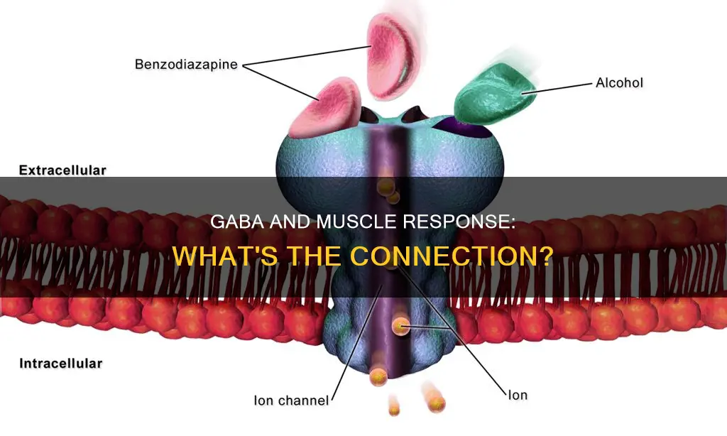 Gaba And Muscle Response: What's The Connection? | CyVigor