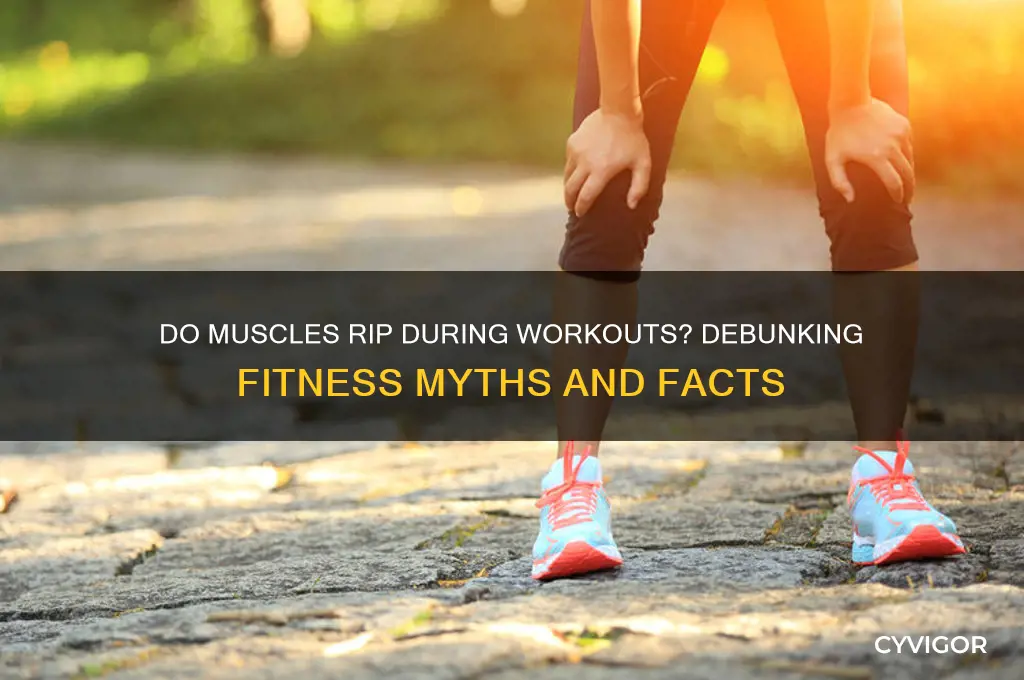 Do Muscles Rip During Workouts? Debunking Fitness Myths And Facts | CyVigor
