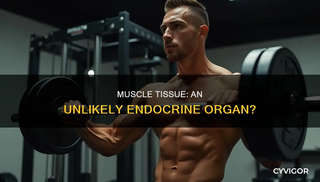 Muscle Tissue: An Unlikely Endocrine Organ? | CyVigor