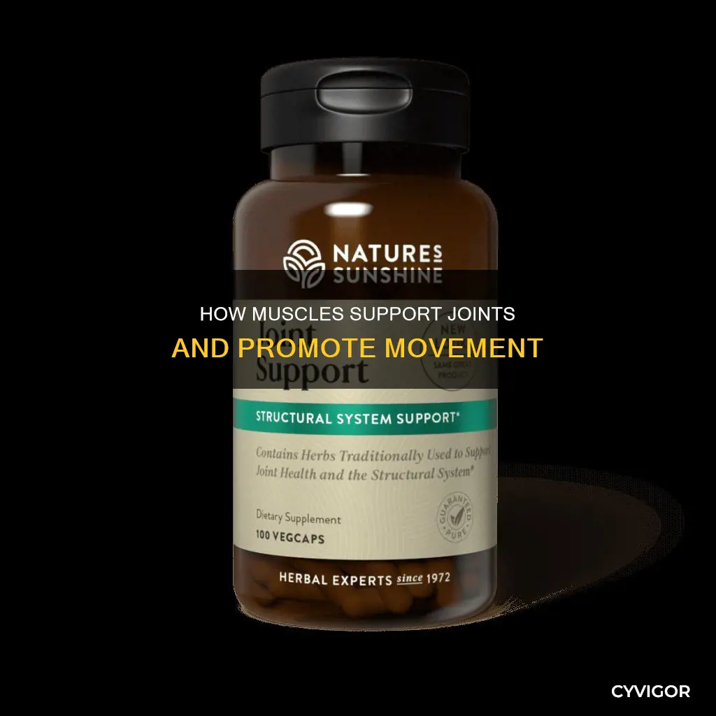 How Muscles Support Joints And Promote Movement | CyVigor