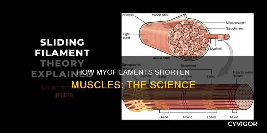 How Myofilaments Shorten Muscles: The Science | CyVigor