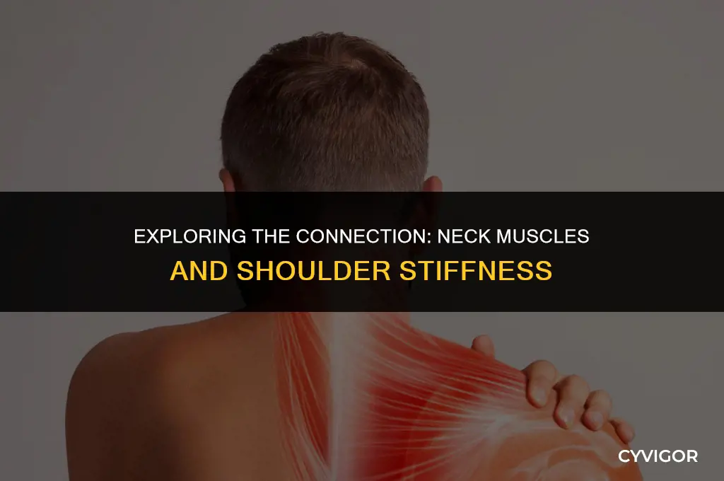Exploring The Connection: Neck Muscles And Shoulder Stiffness | CyVigor